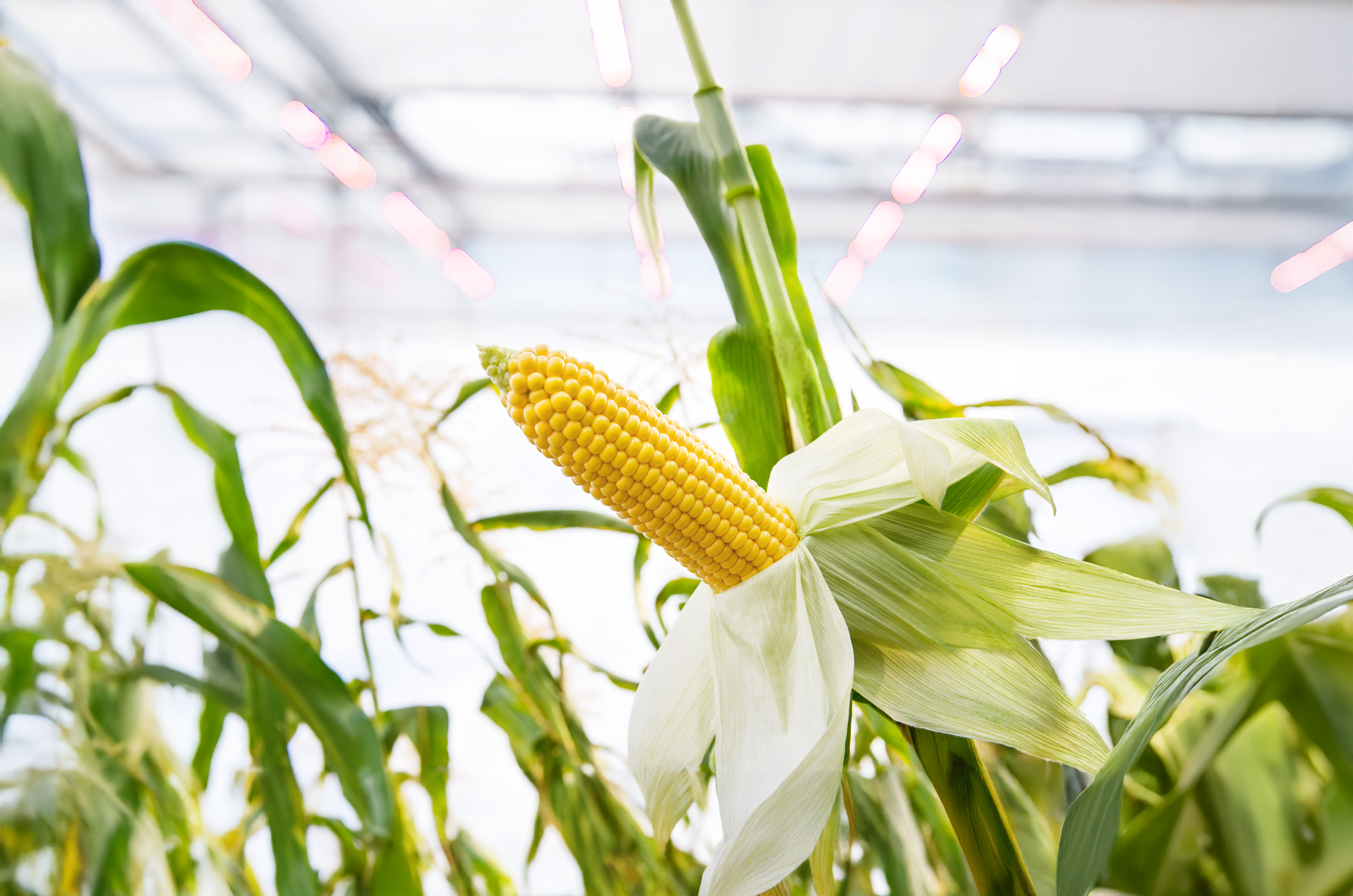 Building a More Resilient Future with AgBiotech Research – Oasis Grower ...