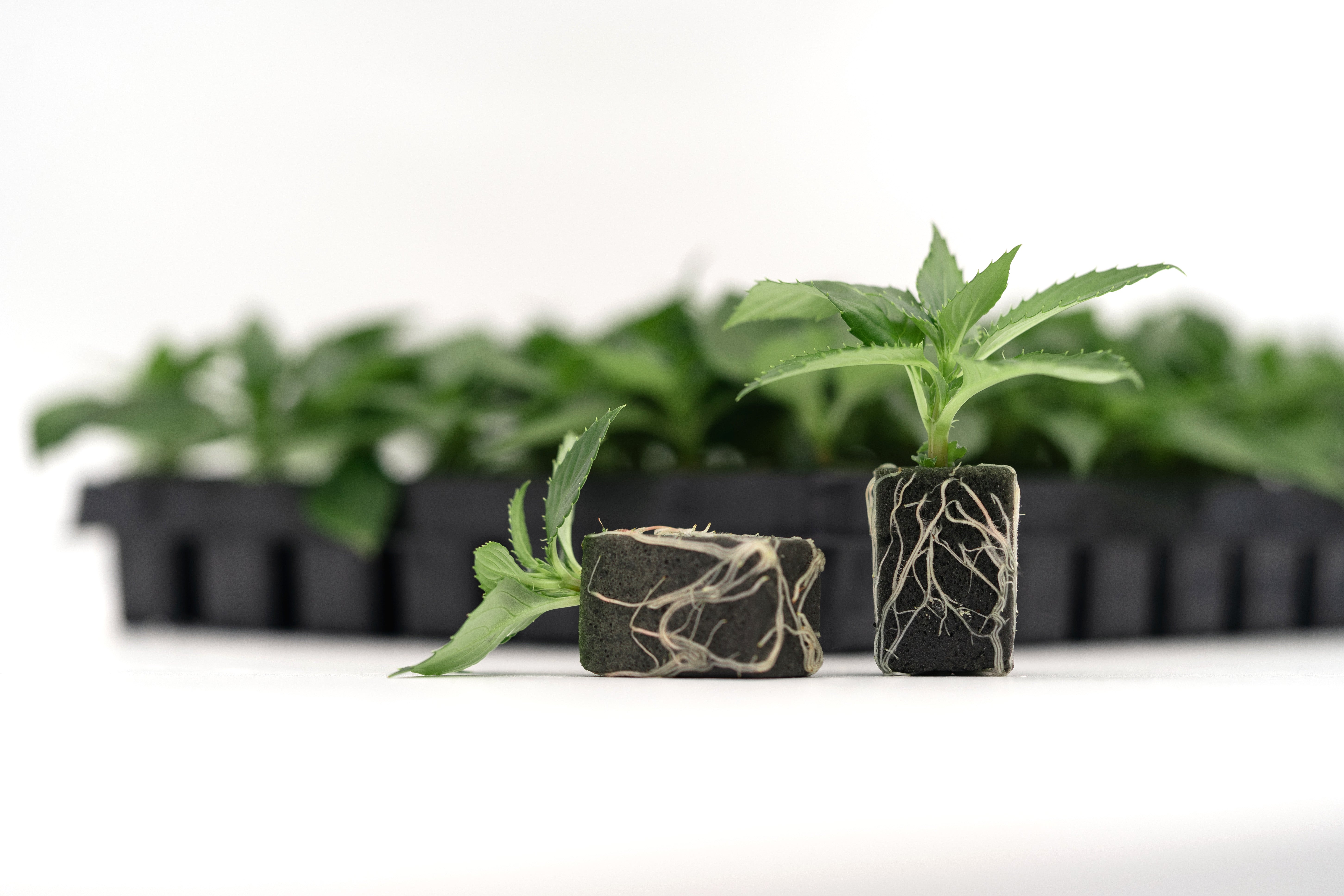 OASIS® RhizoPlug™ Tray – Oasis Grower Solutions